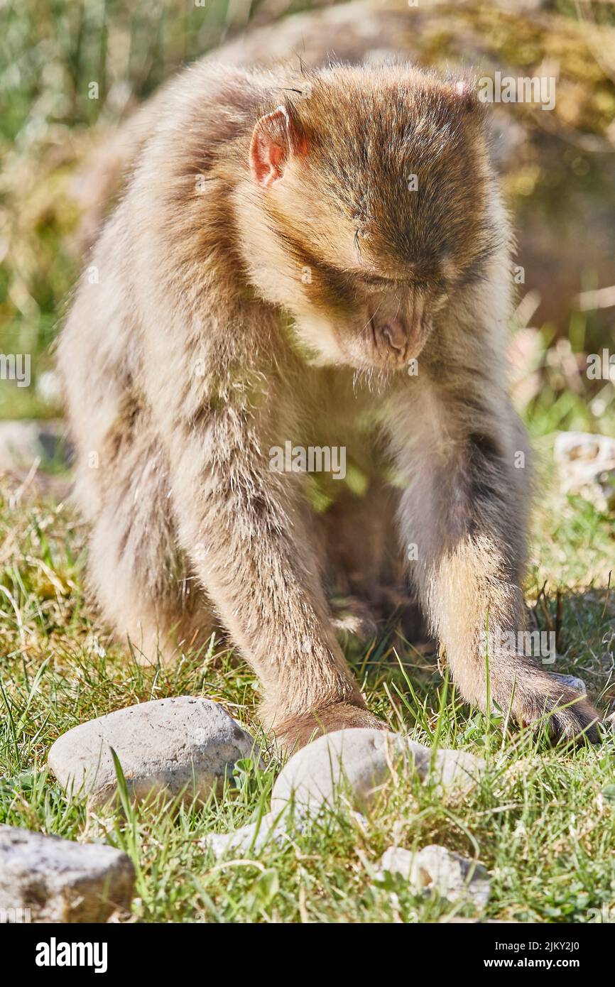 A beautiful shot of a cute monkey Stock Photo - Alamy