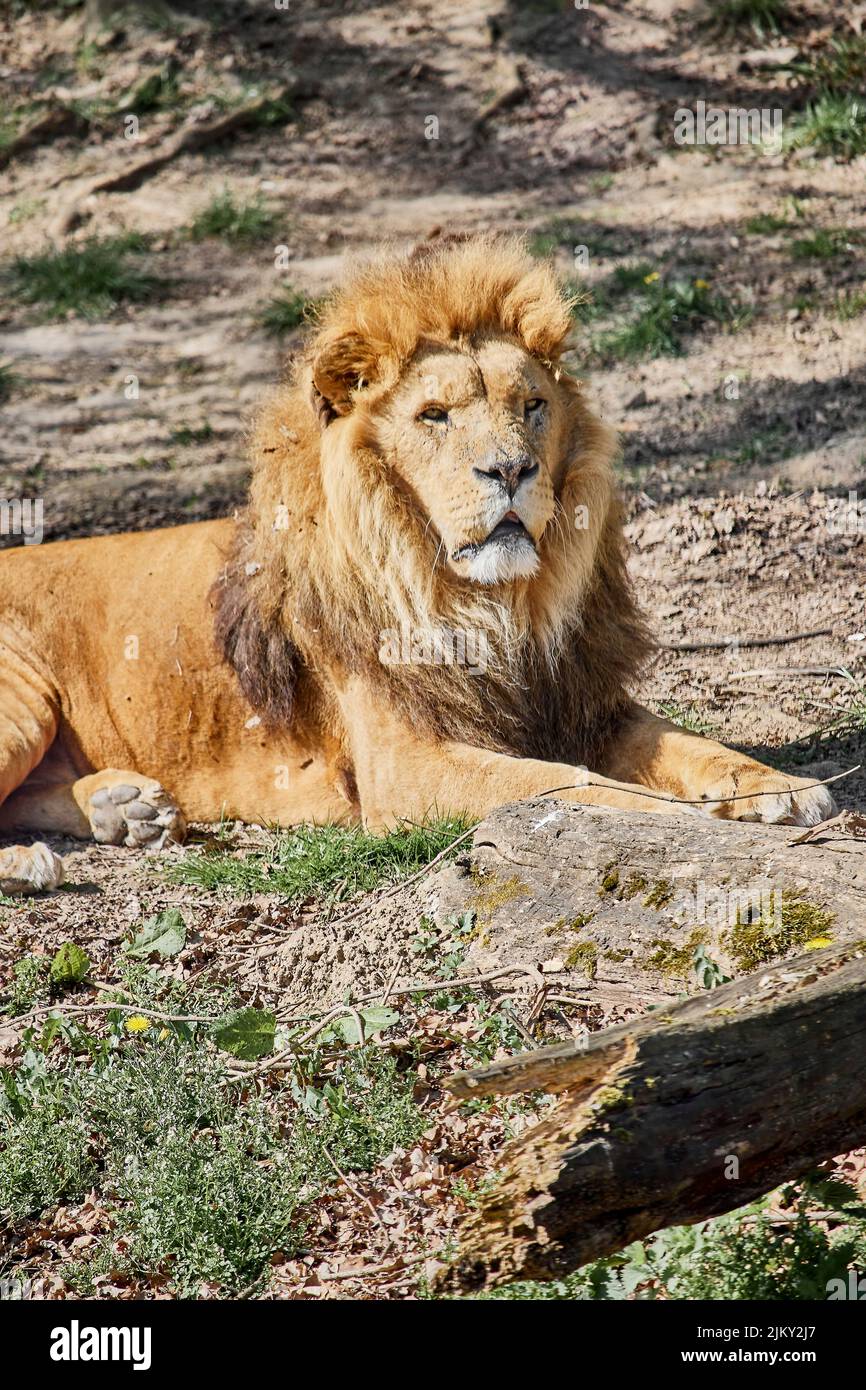 Beautiful shot female lion hi-res stock photography and images - Alamy