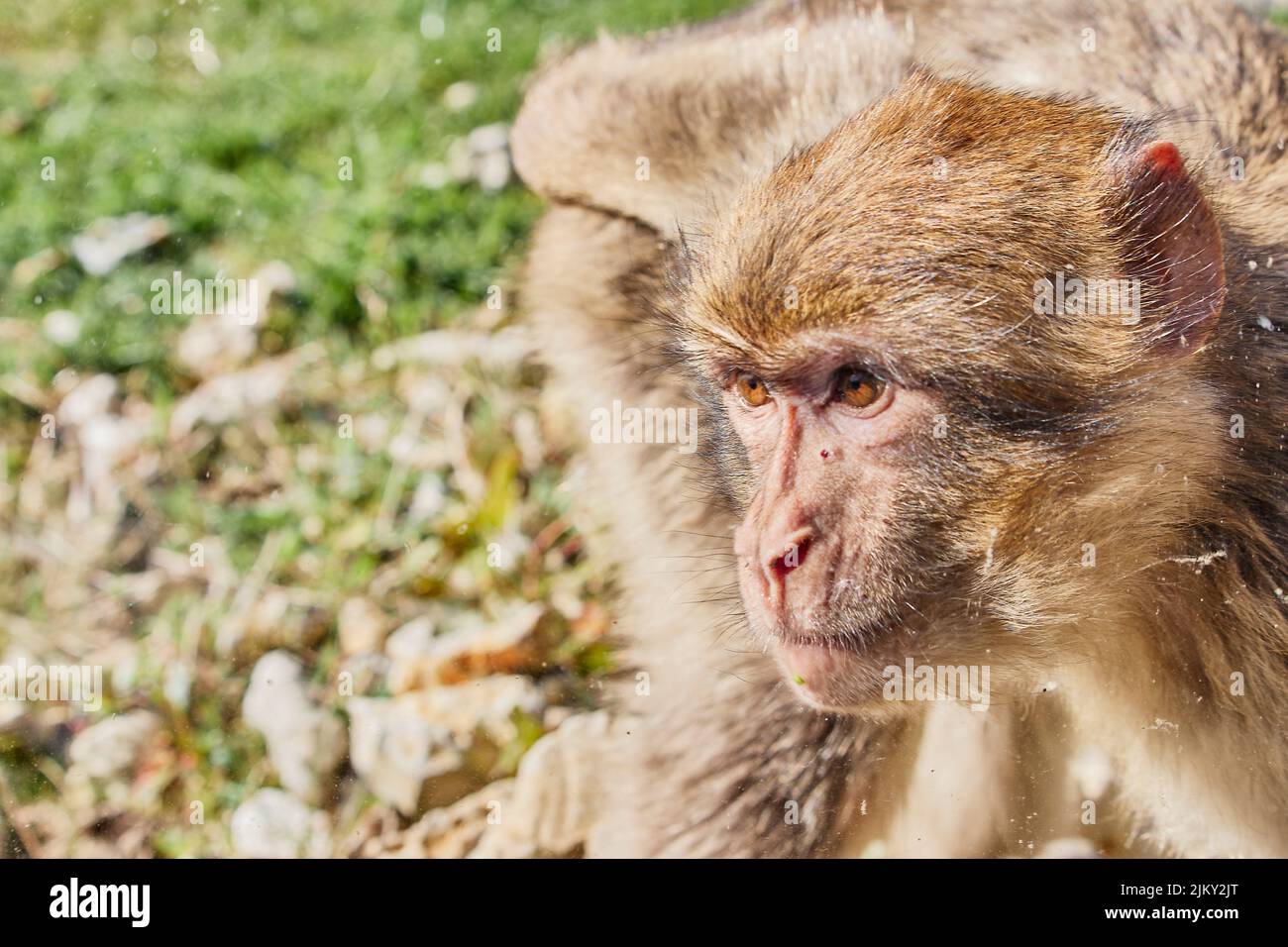 Happy cartoon monkey face hi-res stock photography and images - Alamy