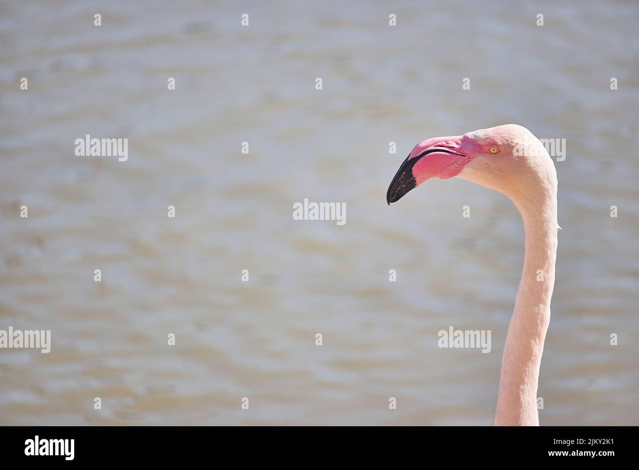 Beautiful shot pink flamingos hi-res stock photography and images - Alamy