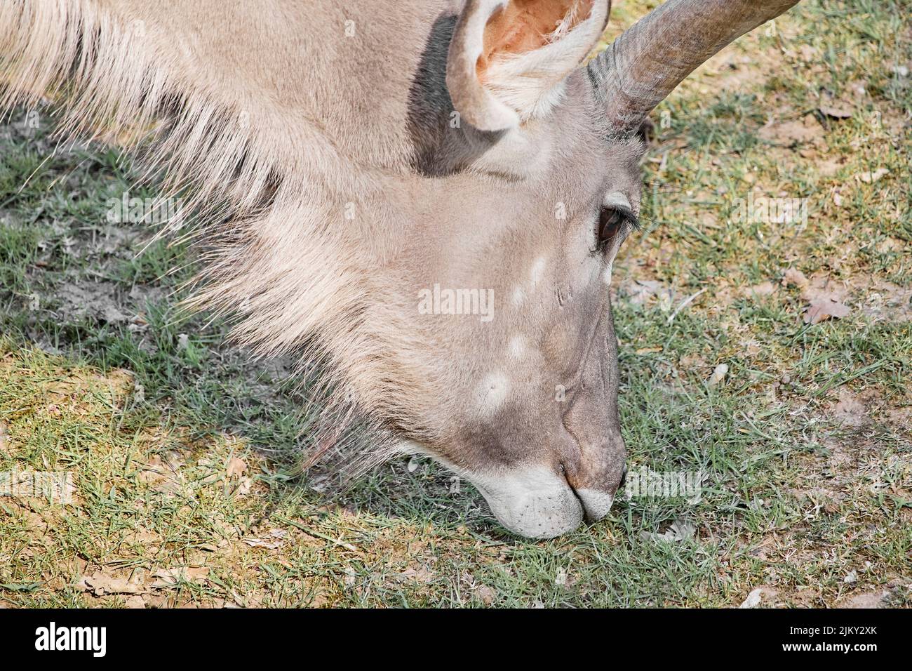 A beautiful shot of a head of a Finnish forest reindeer Stock Photo - Alamy