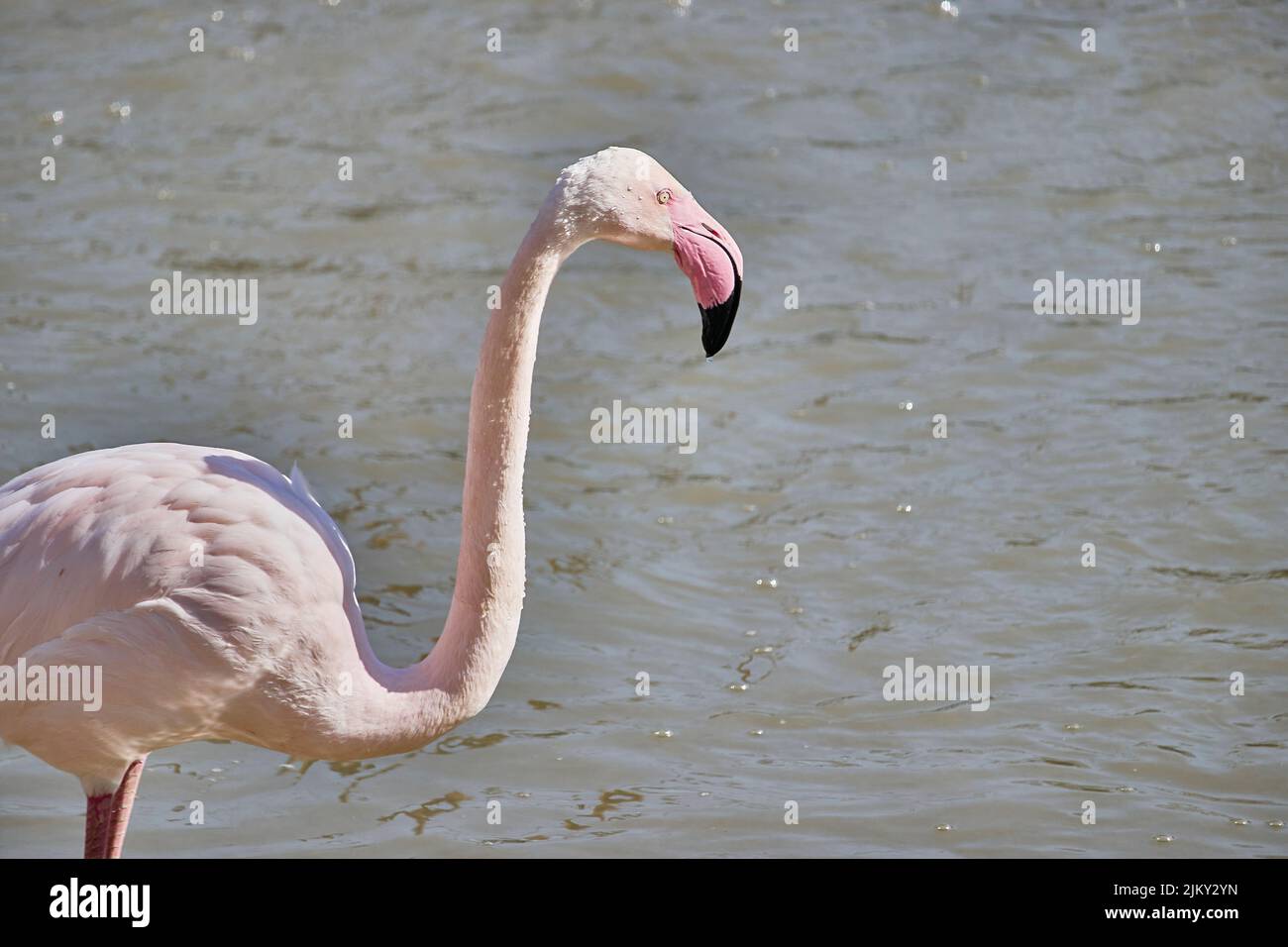 Beautiful shot pink flamingos hi-res stock photography and images - Alamy