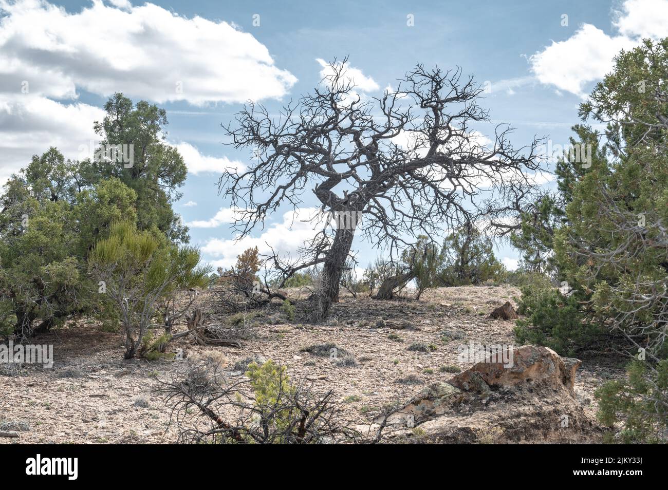 Desert branches hi-res stock photography and images - Alamy