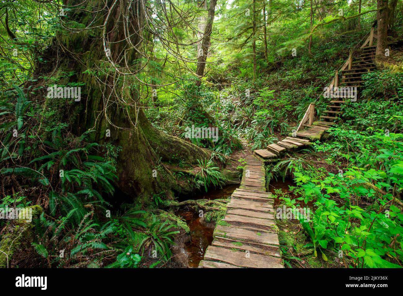 Big Tree Trail, Meares Island, Yofino, BC Canada Stock Photo - Alamy