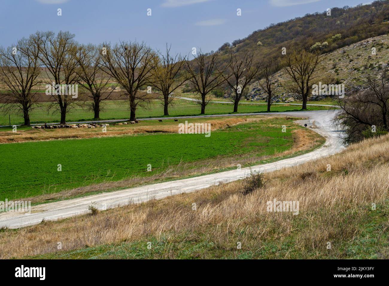 A rural road surrounded by fields and trees in Dobruja, Romania Stock ...