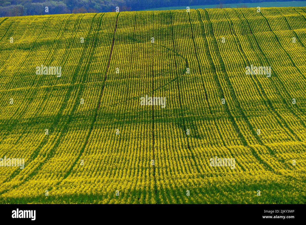 A green grass field in Dobruja, Romania Stock Photo - Alamy