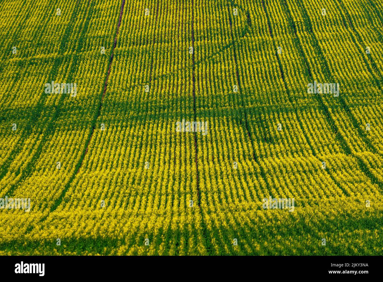 A green grass field in Dobruja, Romania Stock Photo - Alamy