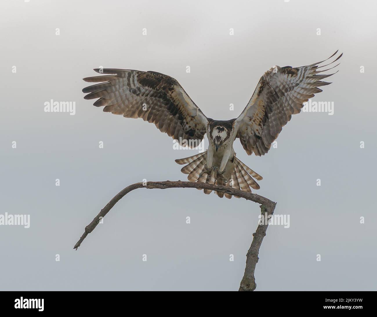 Osprey bird beautiful bird hi-res stock photography and images - Alamy