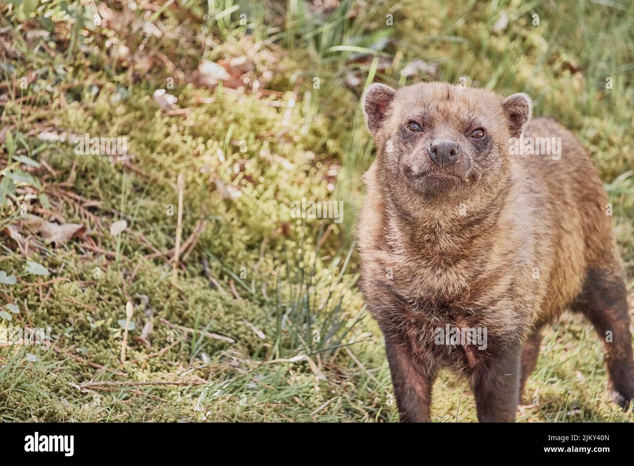 Hunting in the wild hi-res stock photography and images - Alamy
