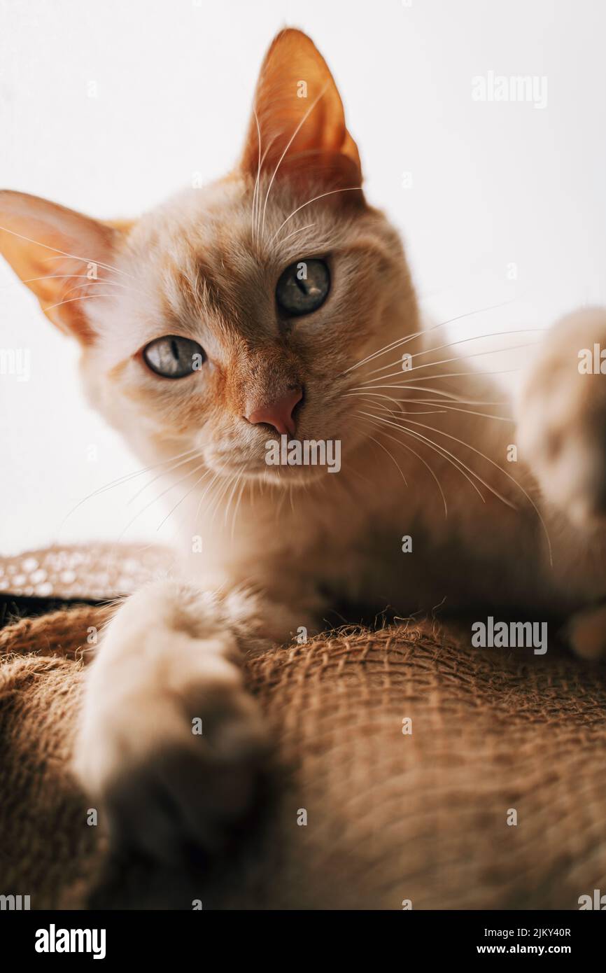 Red point siamese hi-res stock photography and images - Alamy