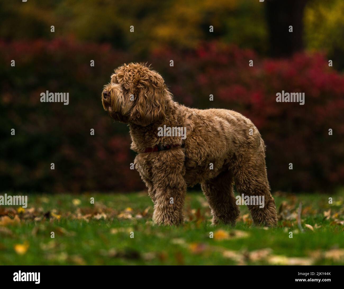 Beautiful shot man dog hi-res stock photography and images - Alamy