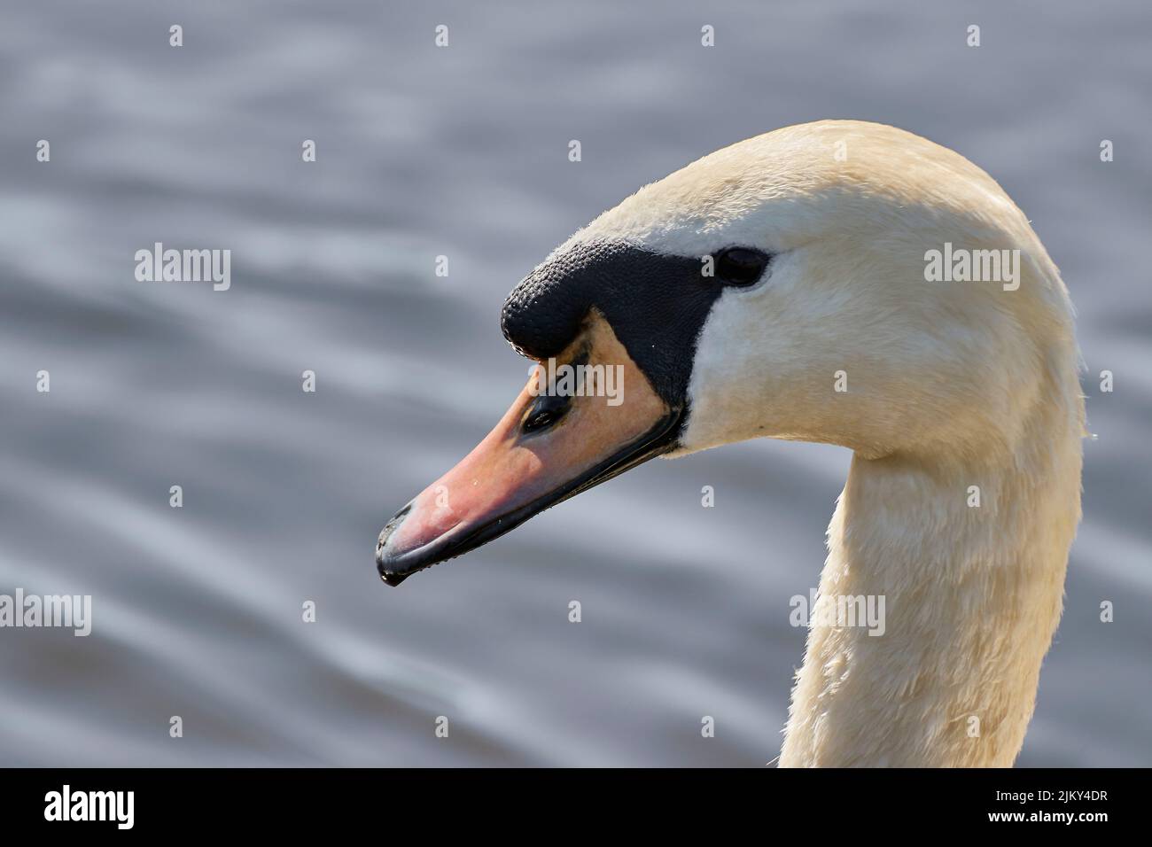 Face of a swan hi-res stock photography and images - Alamy