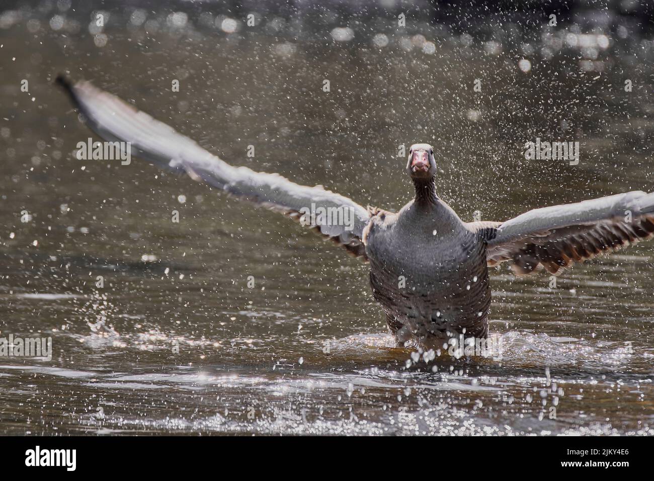 A wild goose wading its wings on a calm lake Stock Photo - Alamy