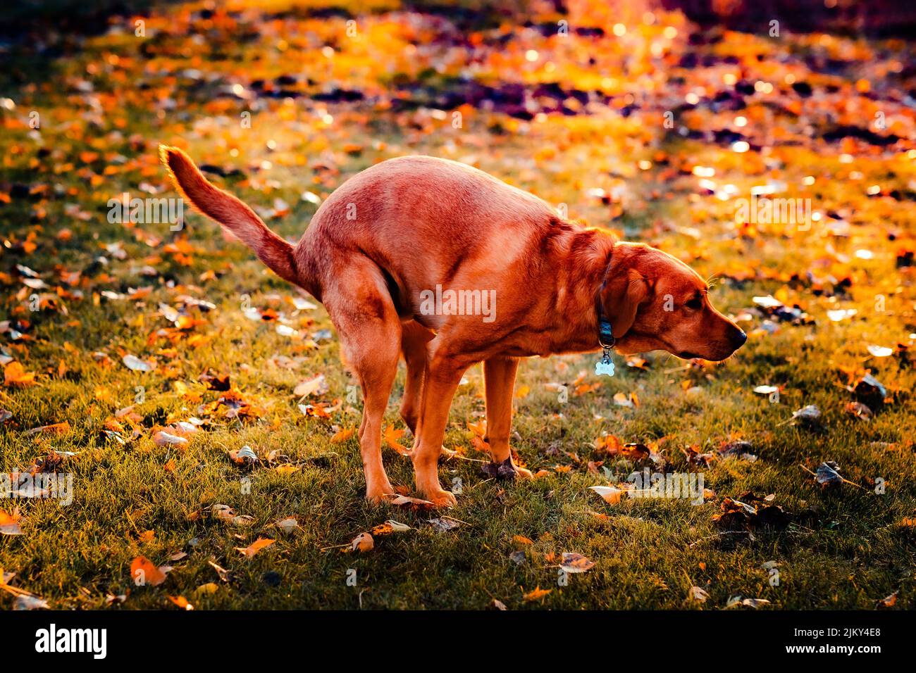 Animal poo hi-res stock photography and images - Alamy
