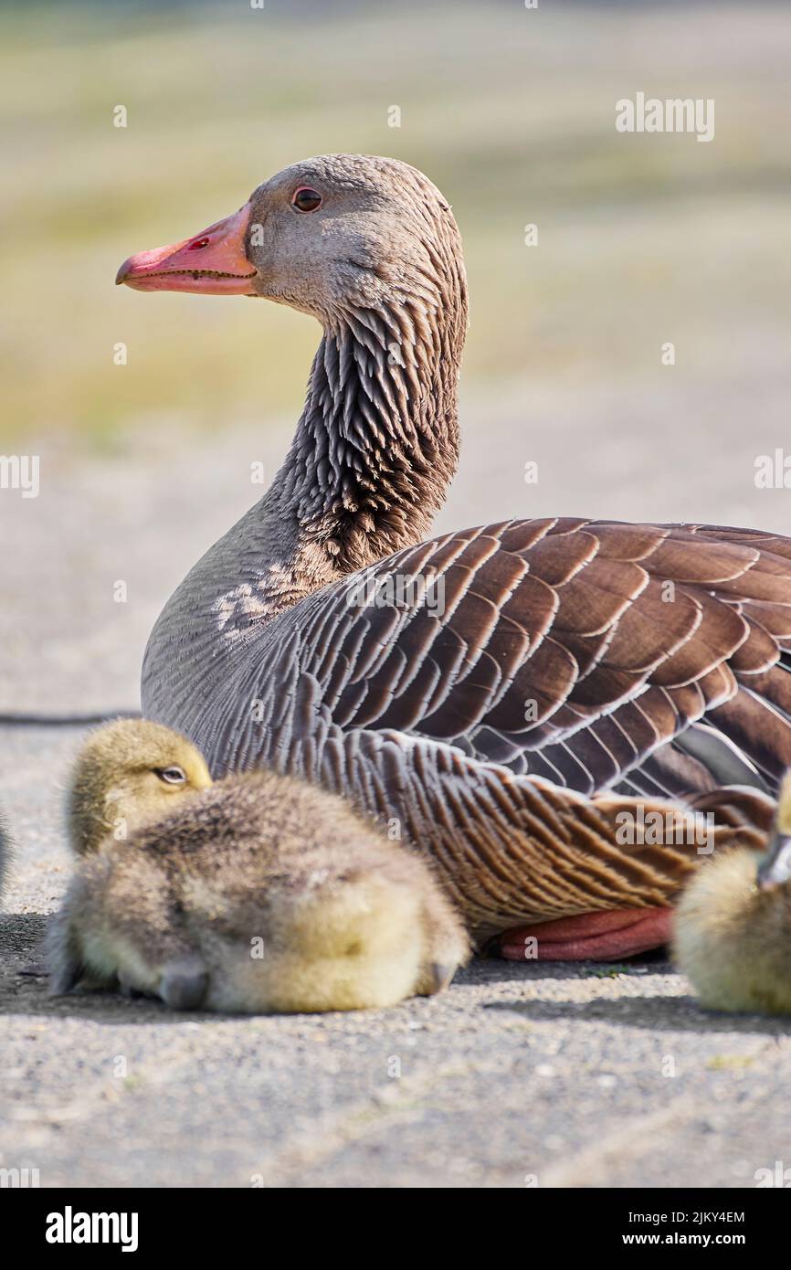 A vertical shot of a mother wild goose with its chicks lying on a ...