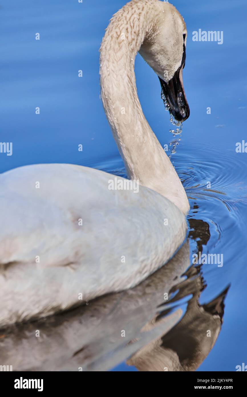 A lone white swan cruising on a calm lake Stock Photo - Alamy
