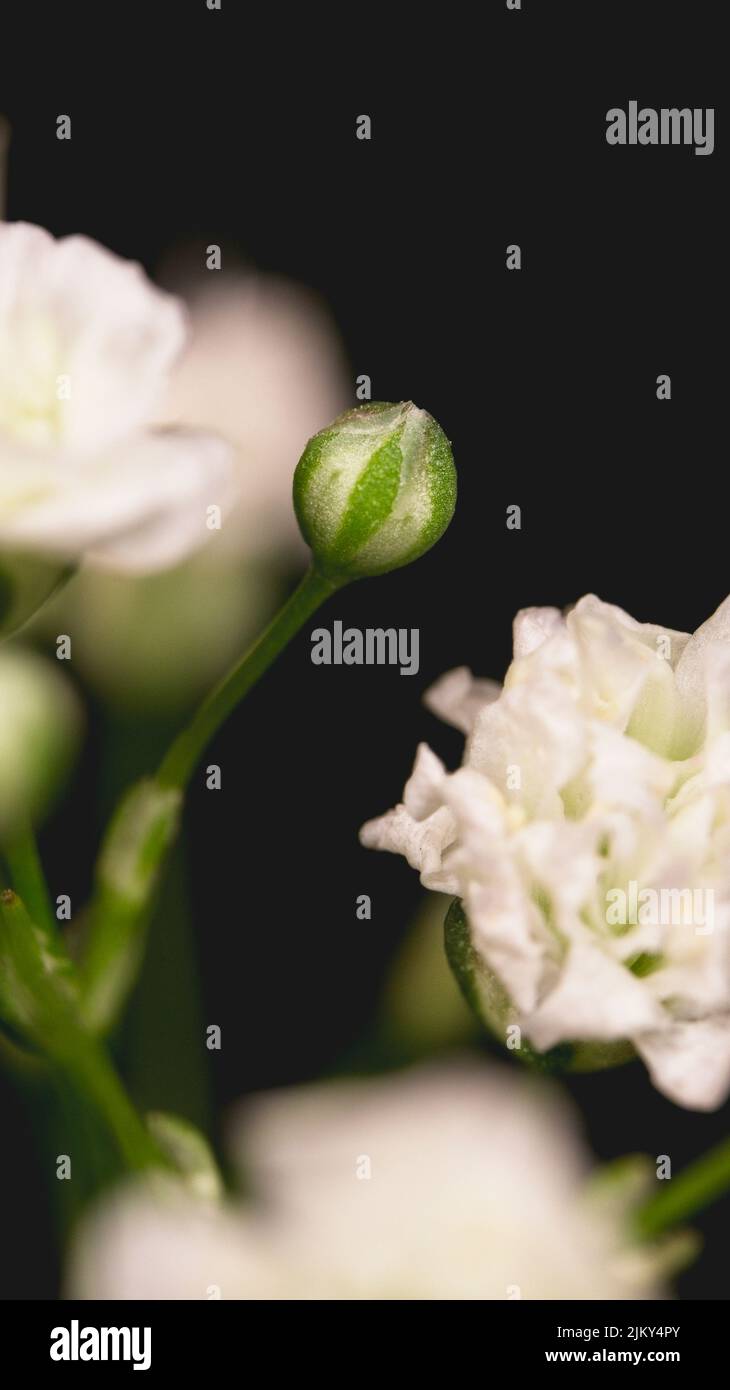 White carnation bloom hi-res stock photography and images - Alamy