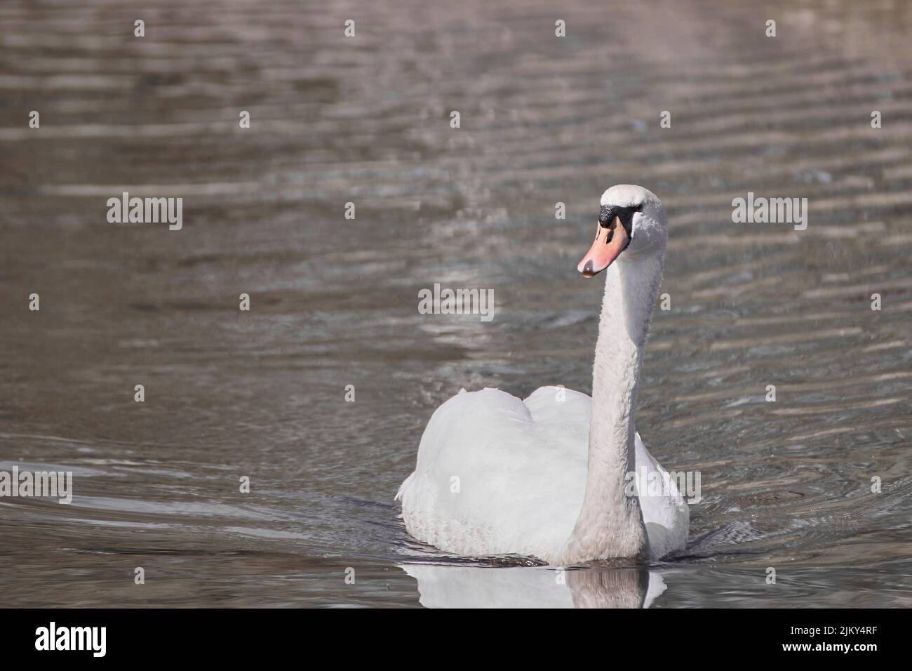 A lone white swan cruising on a calm lake Stock Photo - Alamy