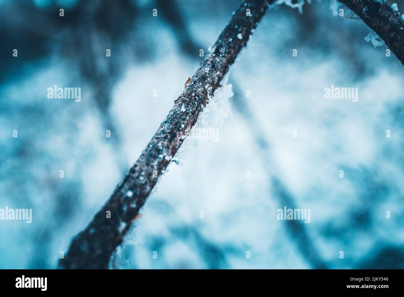 Closeup frozen tree hi-res stock photography and images - Alamy