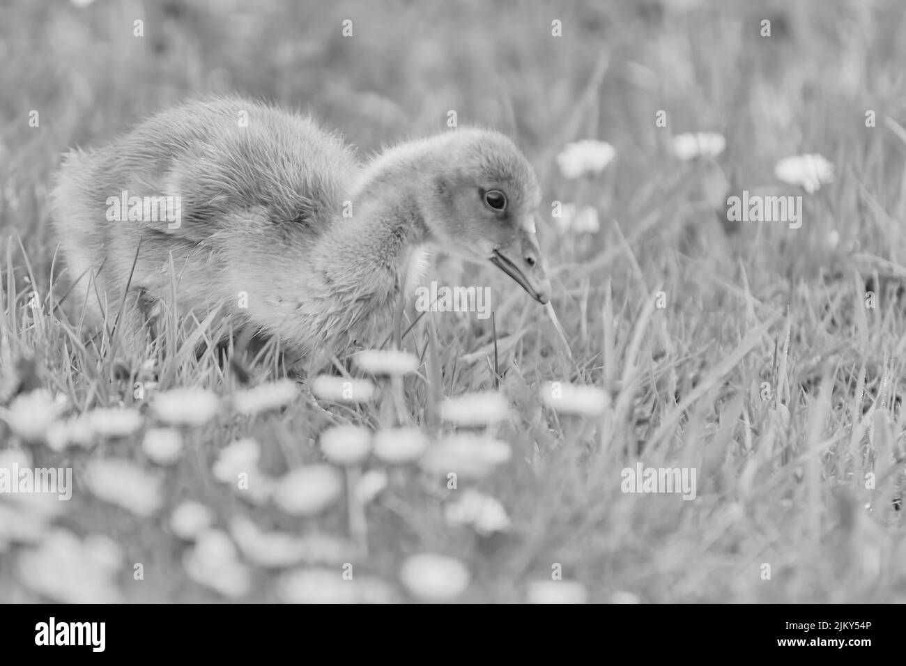 Farm animal foraging Black and White Stock Photos & Images - Alamy