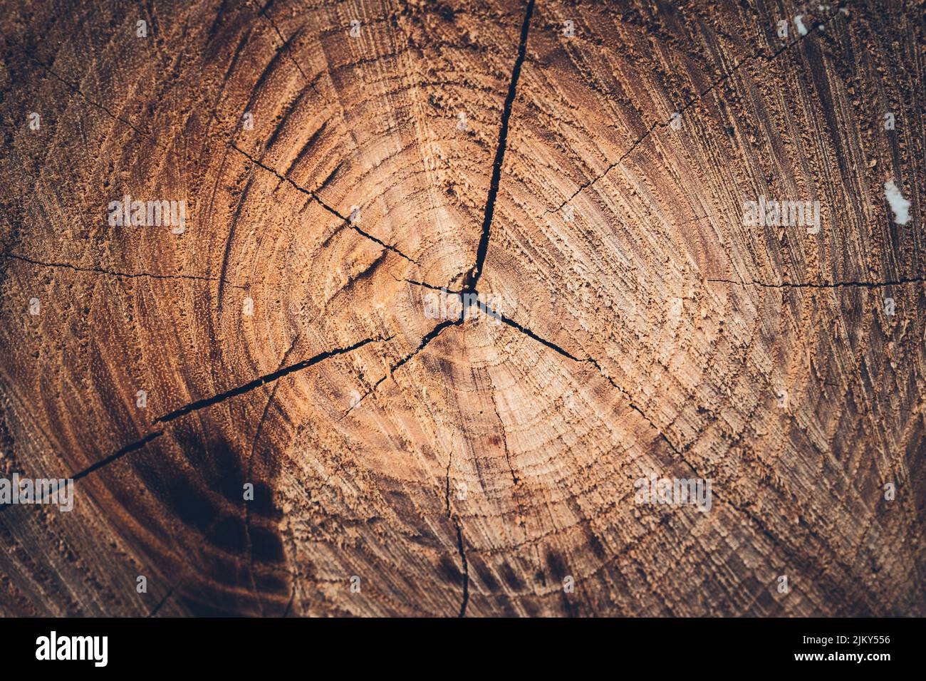 Top view tree stump hi-res stock photography and images - Alamy