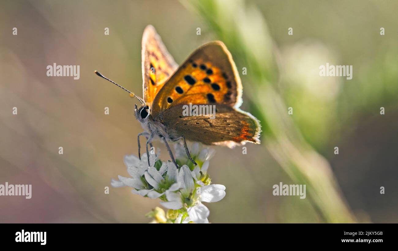 Butterfly and petals hi-res stock photography and images - Alamy
