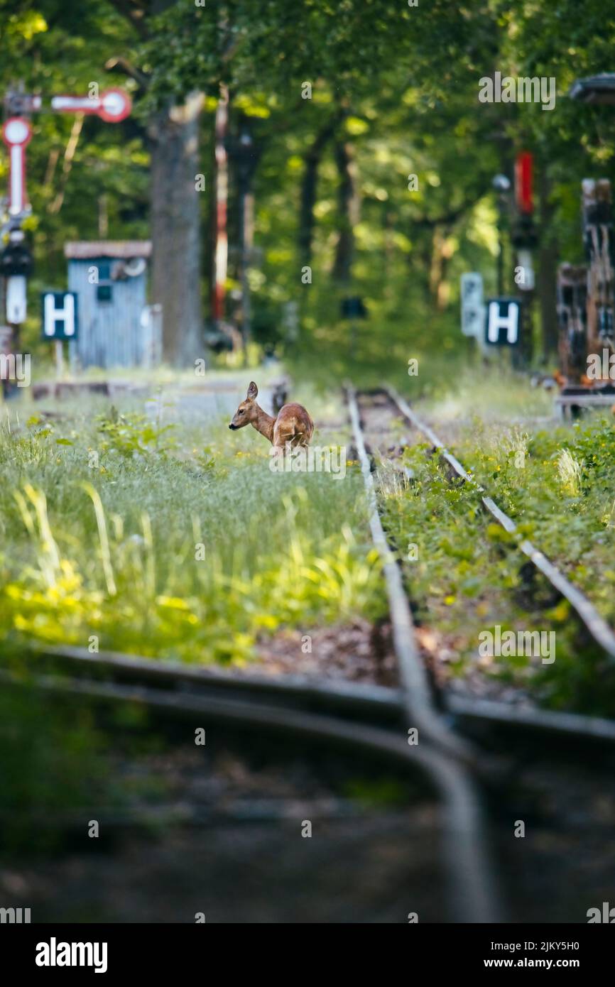 Fauna roe deer hi-res stock photography and images - Alamy