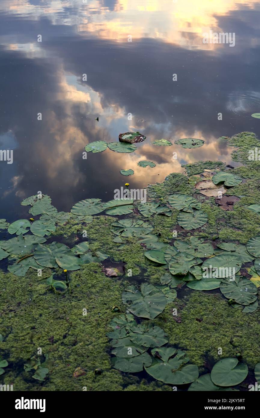 Lily pads on the lake hi-res stock photography and images - Alamy