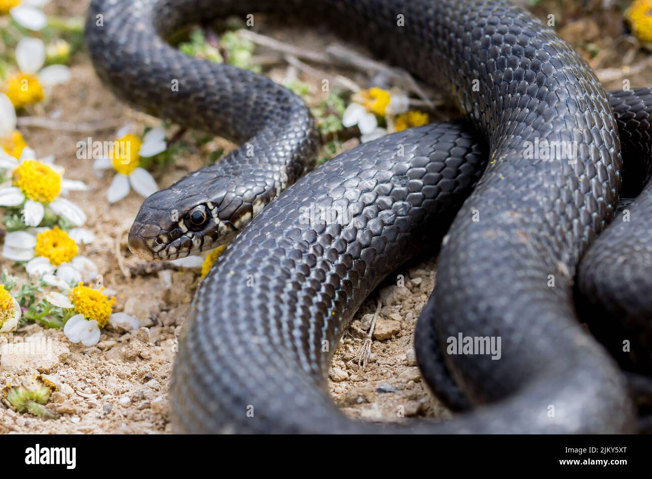 Black western whip snake, Hierophis viridiflavus, curled up and basking ...