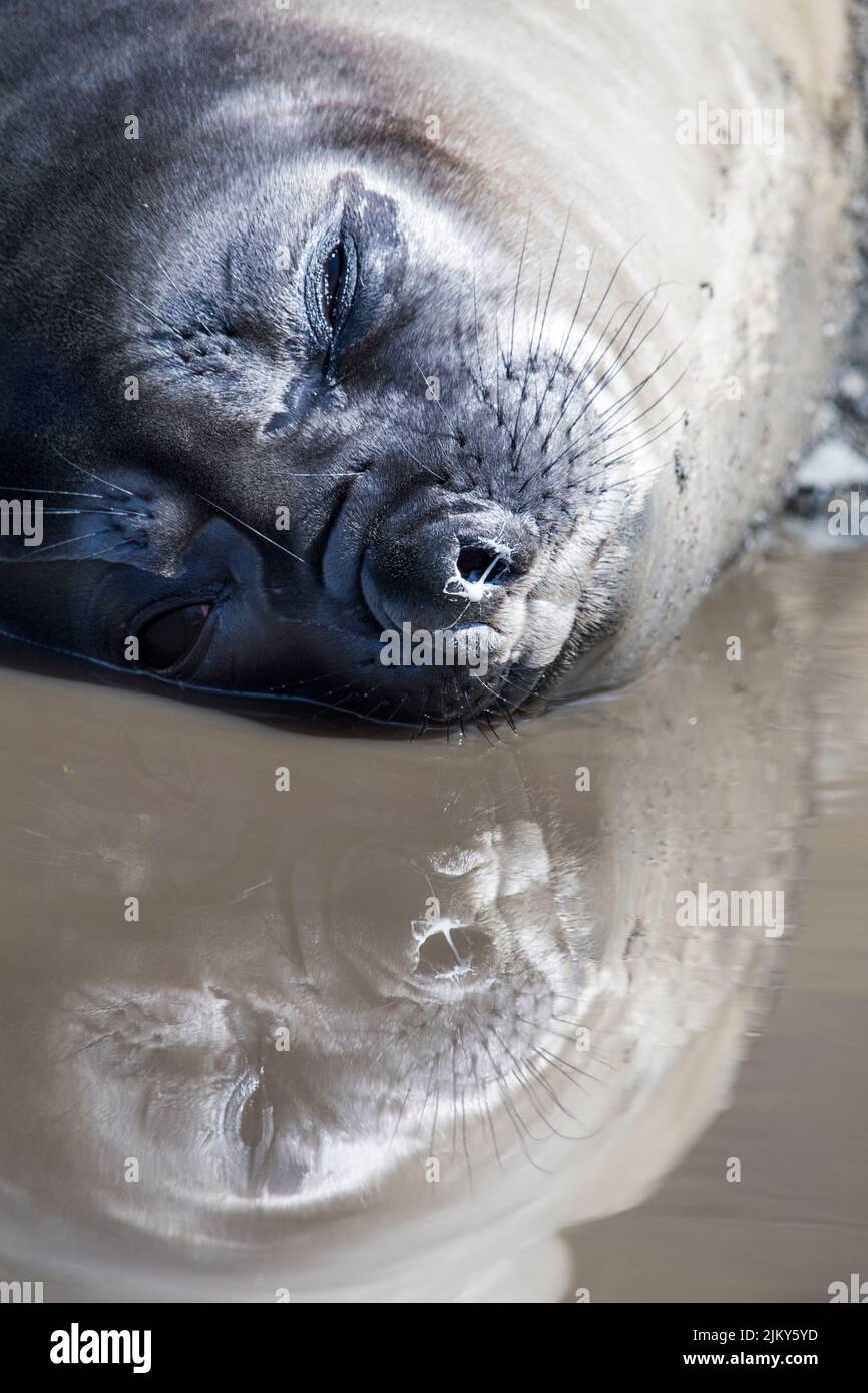 Reflection head shot hi-res stock photography and images - Alamy