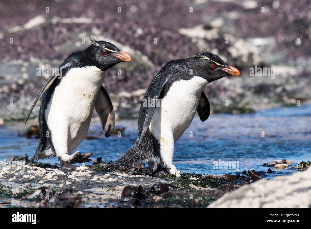Penguins on rocks in sea hi-res stock photography and images - Alamy