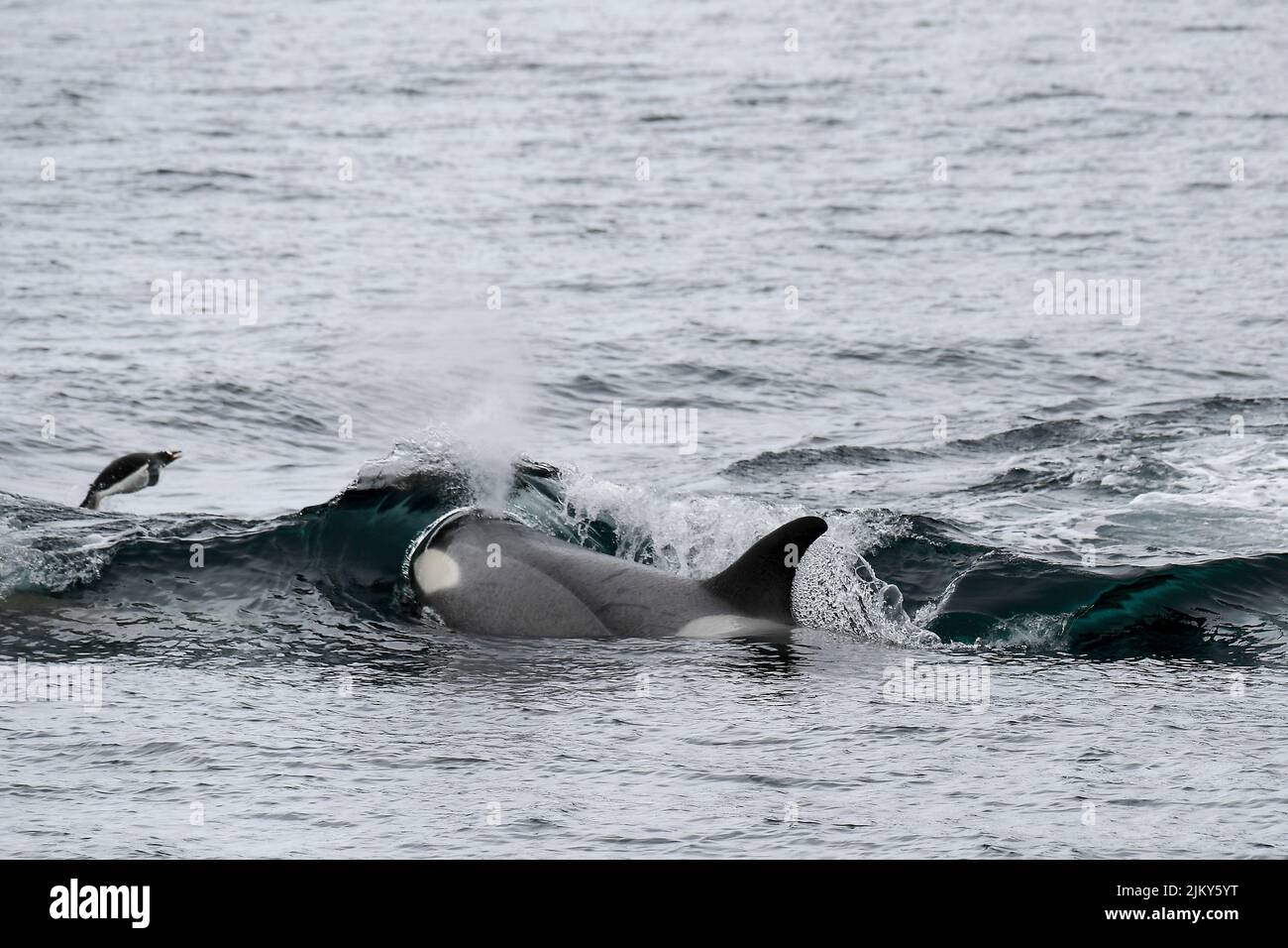 Orca Eating Penguin