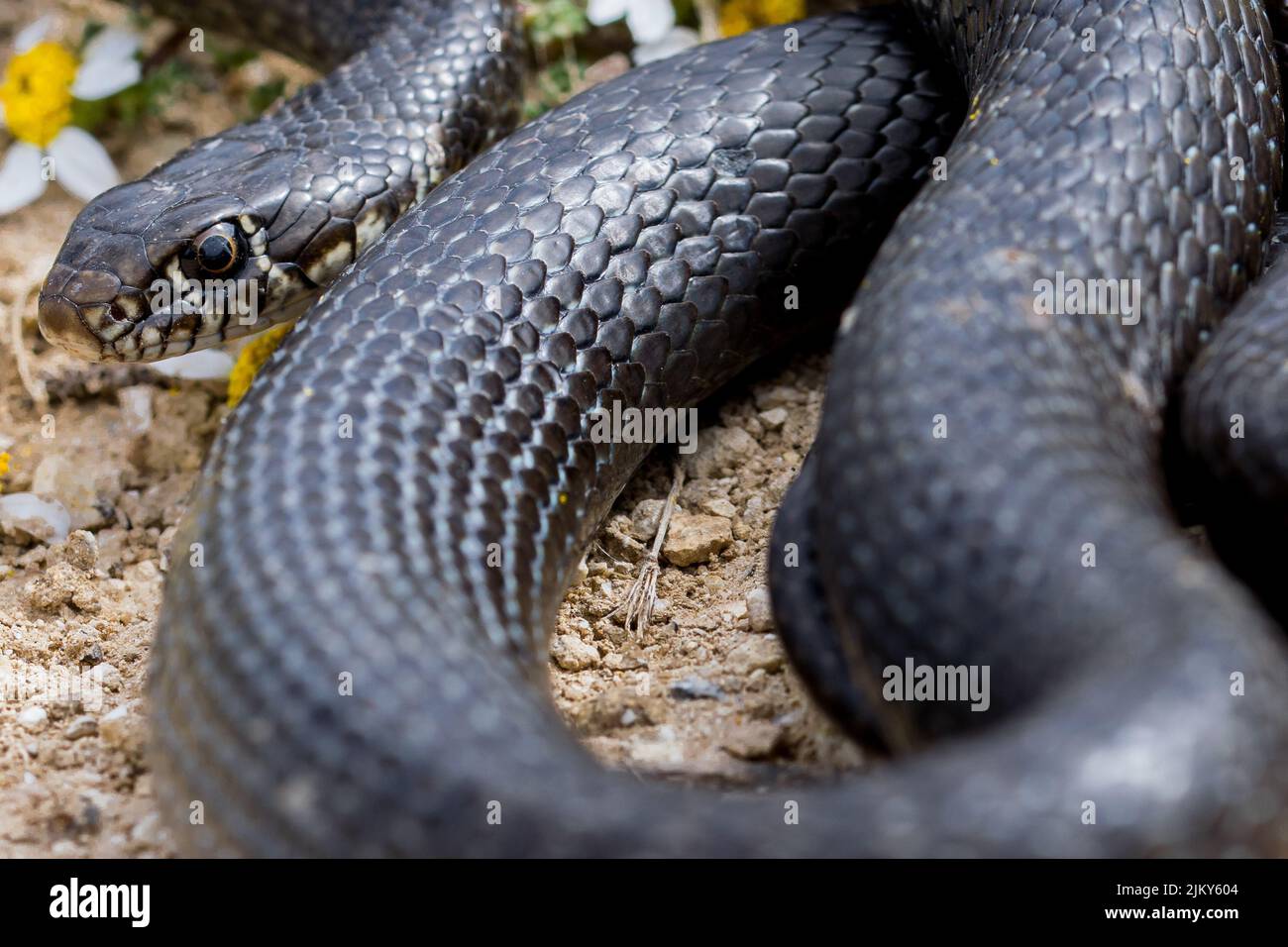Black western whip snake, Hierophis viridiflavus, curled up and basking ...