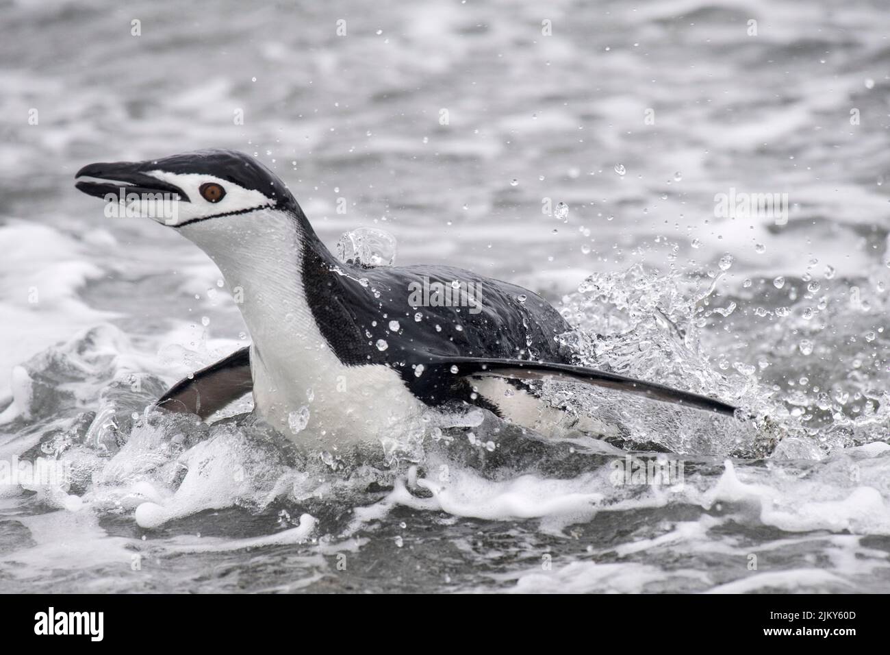 A closeup shot of a penguin flapping its wings on the beach Stock Photo ...