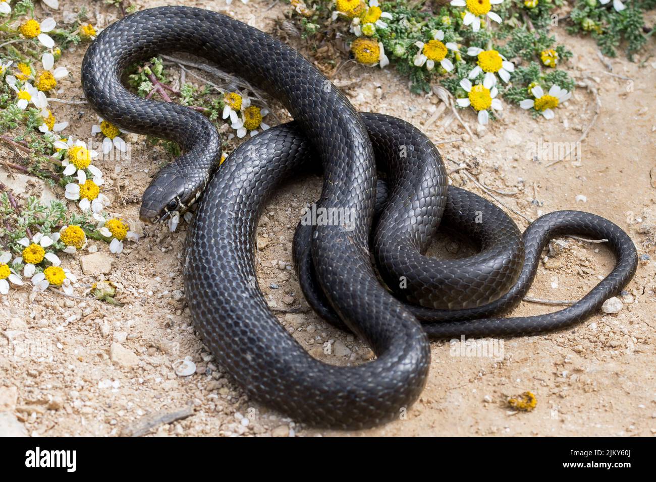 Black western whip snake, Hierophis viridiflavus, curled up and basking ...