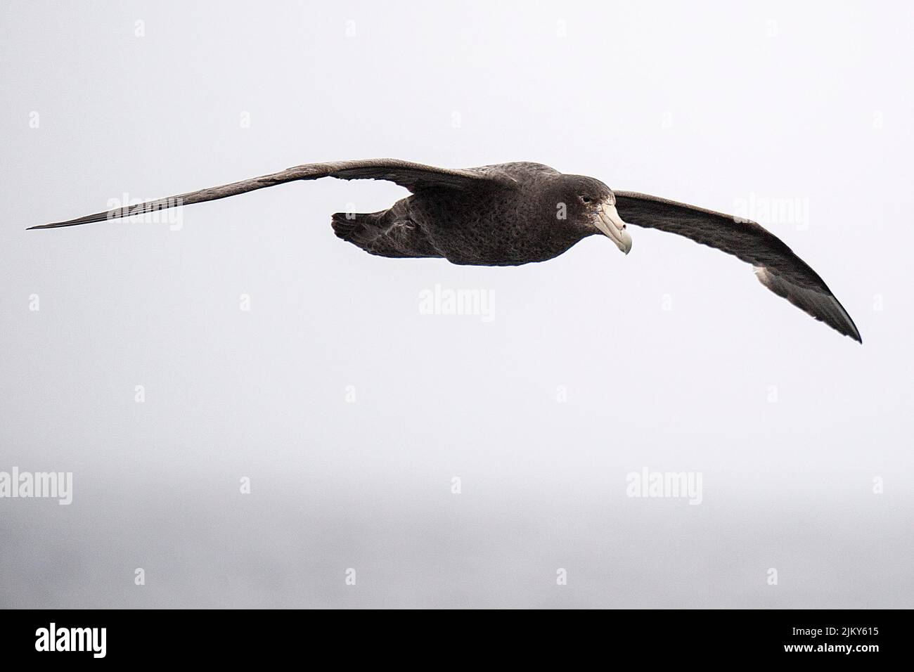 Petrel bird hi-res stock photography and images - Alamy