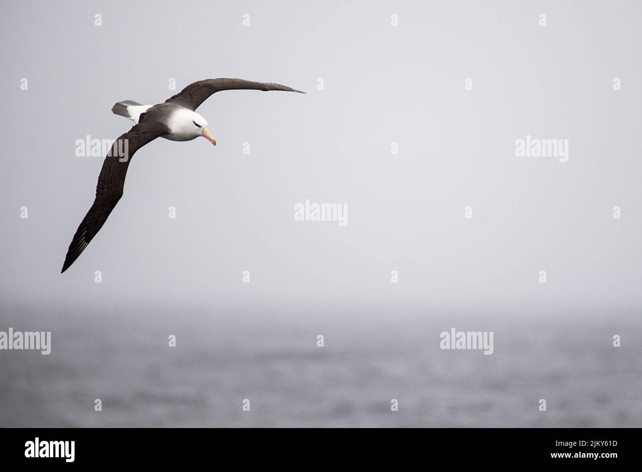 A closeup of a black-browed albatross flying above a body of water ...