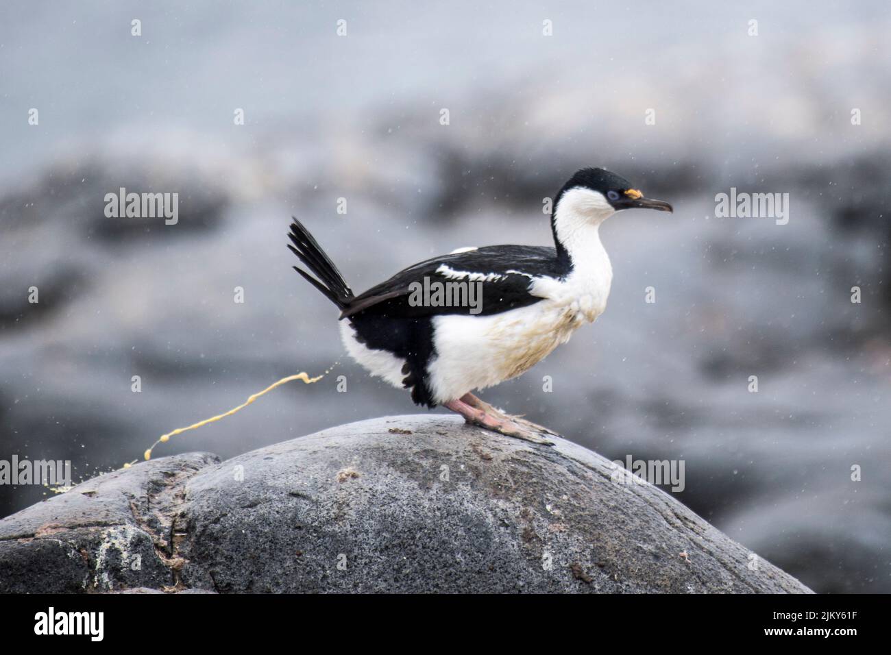 Bird pooping on head hi-res stock photography and images - Alamy