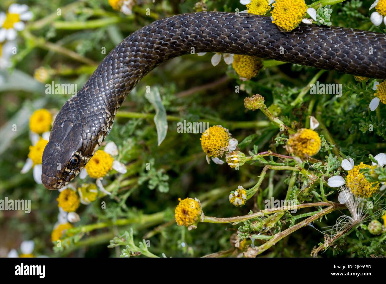 Black whipsnake hi-res stock photography and images - Alamy