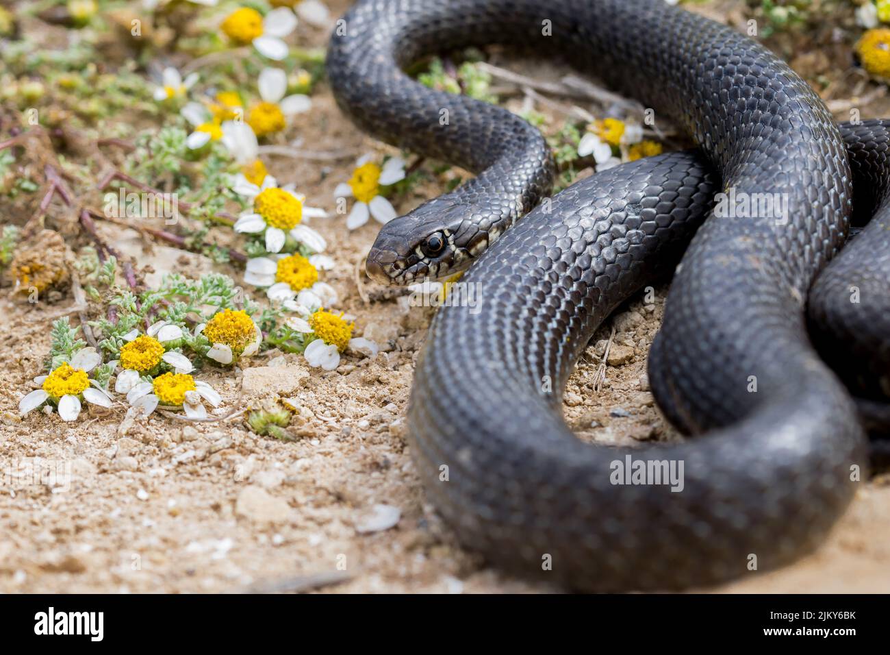 Black western whip snake, Hierophis viridiflavus, curled up and basking ...