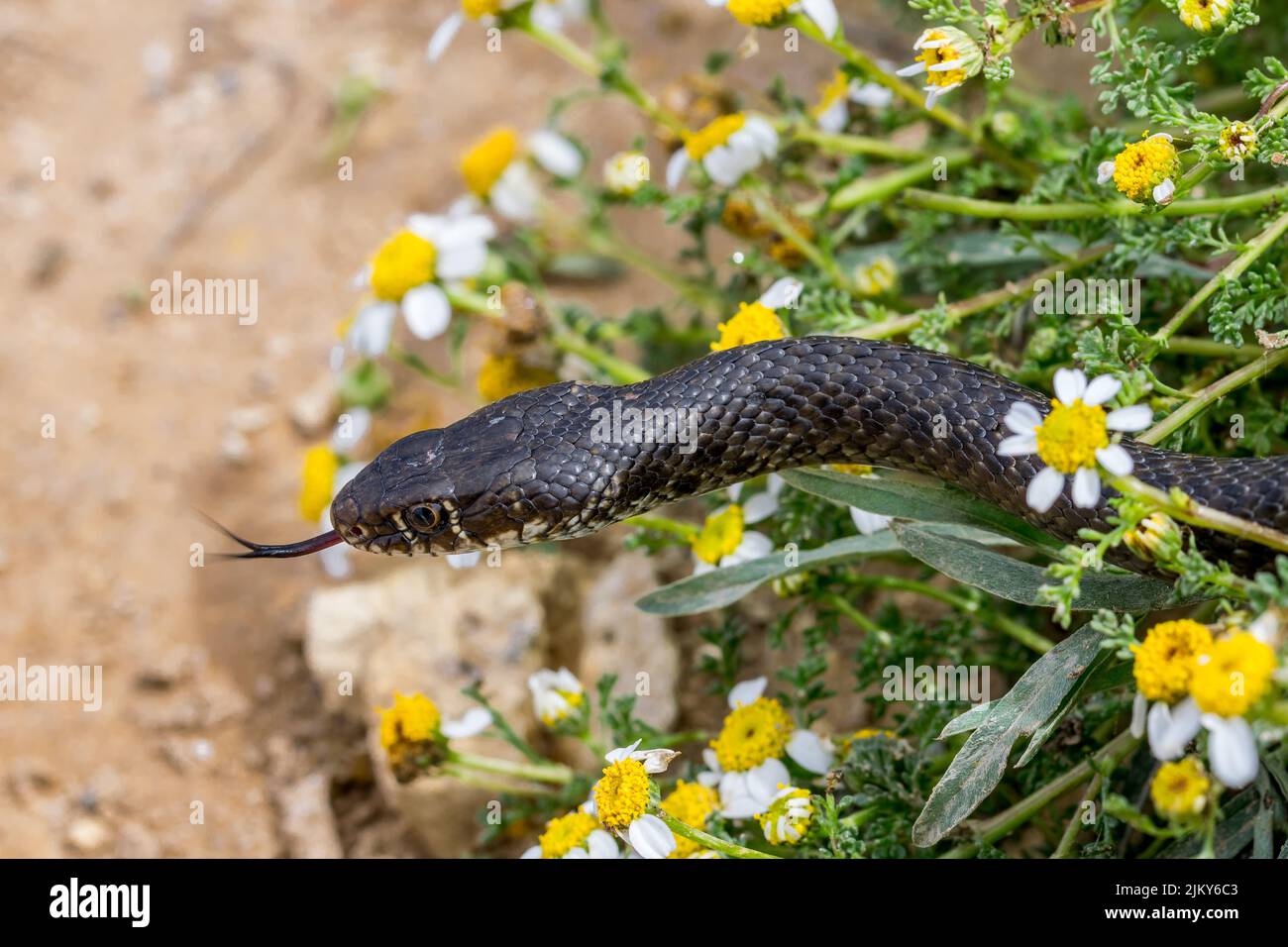 Black whipsnake hi-res stock photography and images - Alamy
