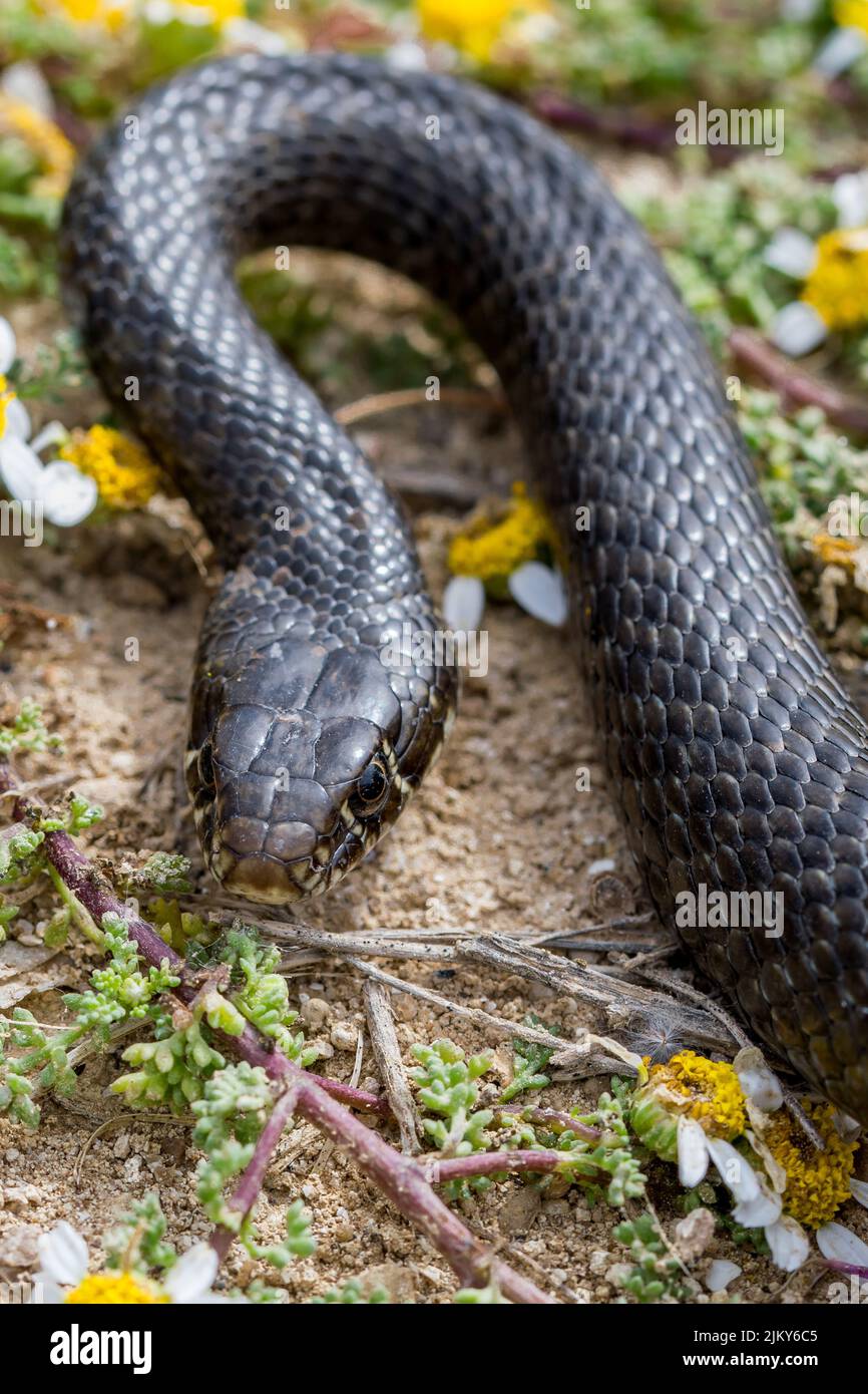 Black whipsnake hi-res stock photography and images - Alamy