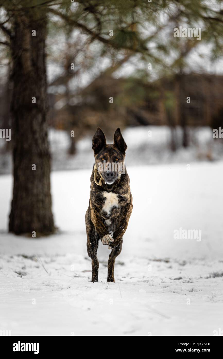Dutch dog breed hi-res stock photography and images - Alamy
