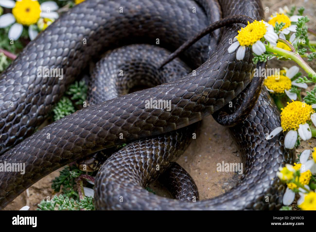 Black western whip snake, Hierophis viridiflavus, curled up and basking ...