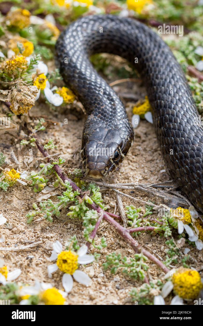 Black whipsnake hi-res stock photography and images - Alamy