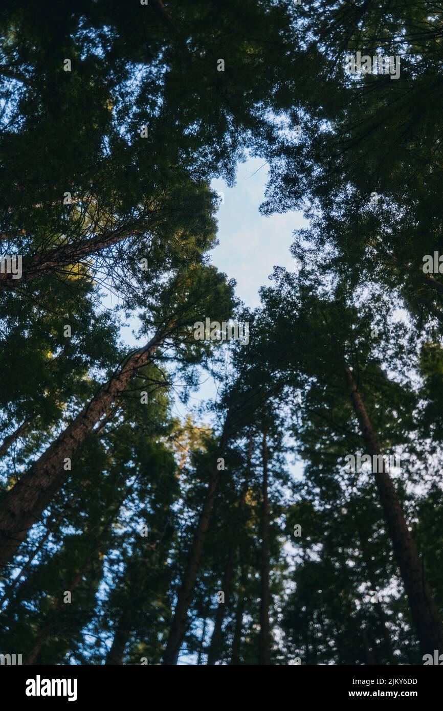 High angle trees hi-res stock photography and images - Alamy