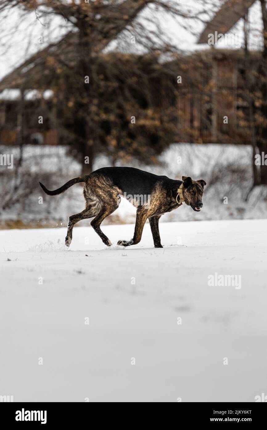 Plott breed hi-res stock photography and images - Alamy