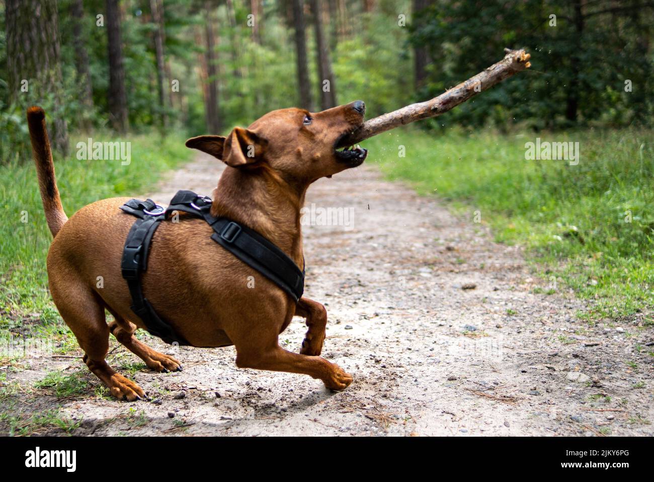 Stick nose hi-res stock photography and images - Alamy