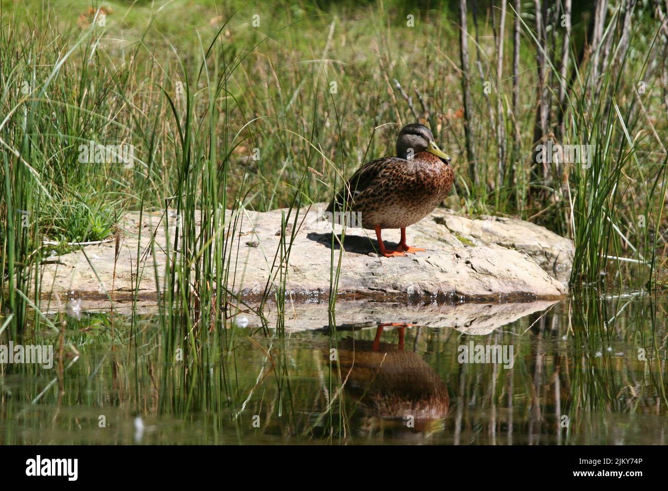 Mallard duck on a pond hi-res stock photography and images - Alamy