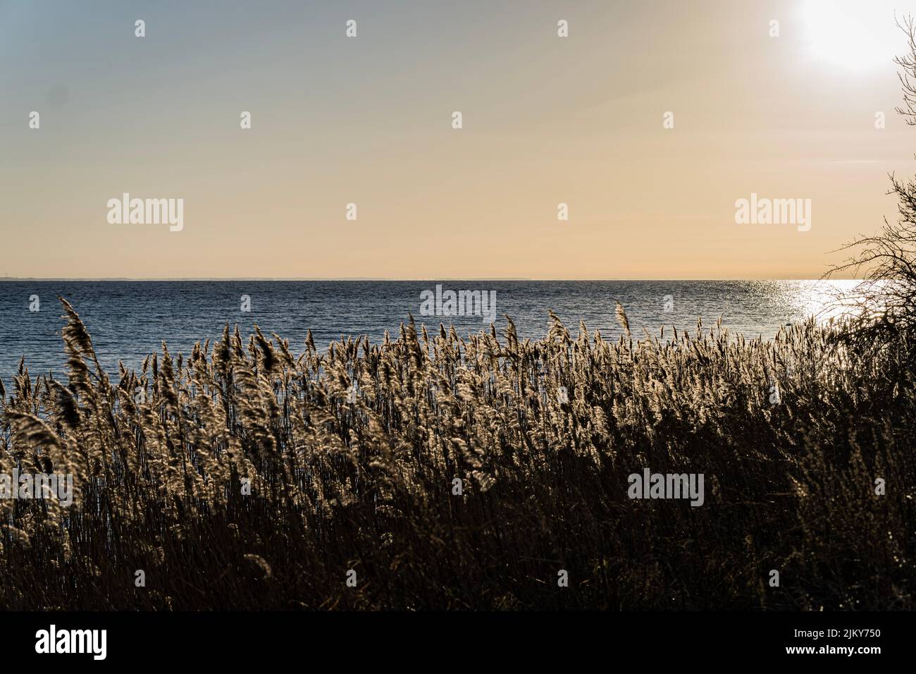 Reed sea hi-res stock photography and images - Alamy